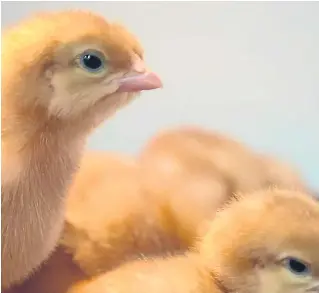 Eggs-ellent tips for raising chicks: Animal Care with Mike - PressReader