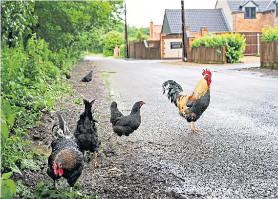 Fair or fowl? The feral chickens ruffling feathers in a rural village - PressReader