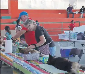 Esteriliza­n a 150 perros y gatos en Oxkutzcab - PressReader