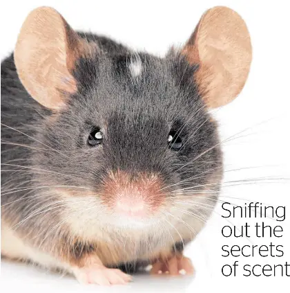 Sniffing out the secrets of scent - PressReader