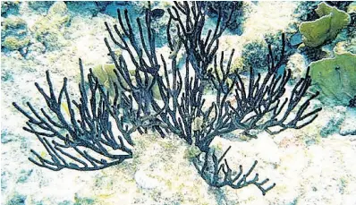 Scientists discover five new species of black corals - PressReader