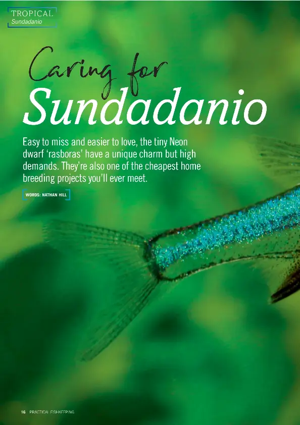 CARING FOR SUNDADANIO - PressReader