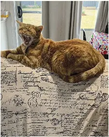 PETS MONTH PHOTO COMPETITIO­N - PressReader