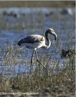 BARBERSPAN BIRD SANCTUARY - PressReader