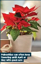 SPOTLIGHT ON: CHRISTMAS PLANTS - PressReader