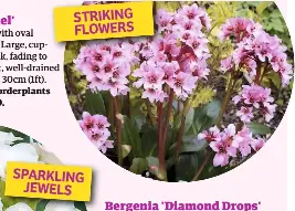 Be The First To Grow... colourful heralds of the spring garden ...