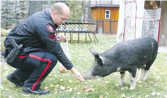 REAL ATTENTION HOG - PressReader