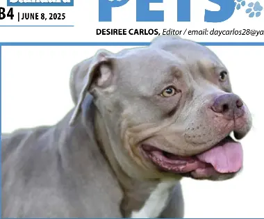 EAR CROPPING AND TAIL DOCKING: A LOOK AT THE PRACTICES - PressReader