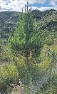 Tree toppling - advice on how to identify and mitigating the risks ...