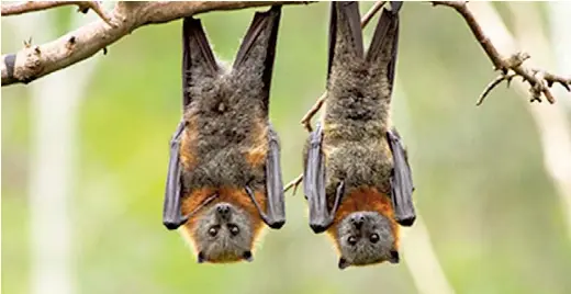 How bat genomes provide insights into immunity and cancer - PressReader