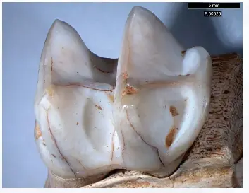 Isotopes and teeth: diets of extinct animals - PressReader