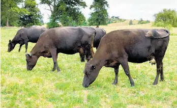 NZ’s coolest cows part of a hot future - PressReader