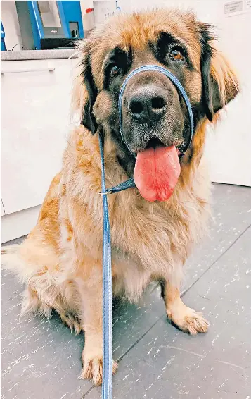 ‘Innocent’ dog must be on lead for life after woman mauled - PressReader