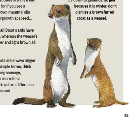 STOATS AND WEASELS COMPARED - PressReader