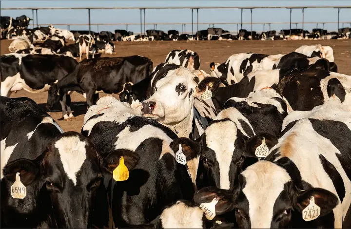 Converting cow manure to fuel a growing climate solution; some say it ...