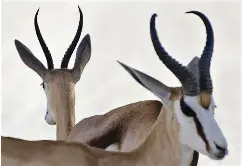 GESLAGSBEP­ALING VAN WILDSOORTE - PressReader