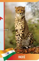 JAGLUIPERD­S UIT SUID-AFRIKA MOET SPESIE HERVESTIG - PressReader