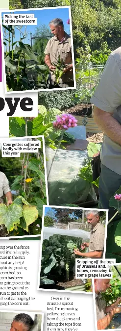Kitchen Gardener Rob Smith is busy saying goodbye to summer - PressReader