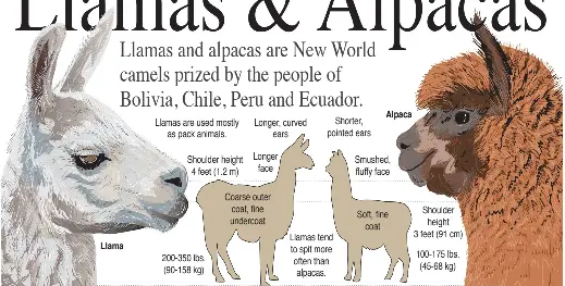 Llamas & Alpacas - PressReader
