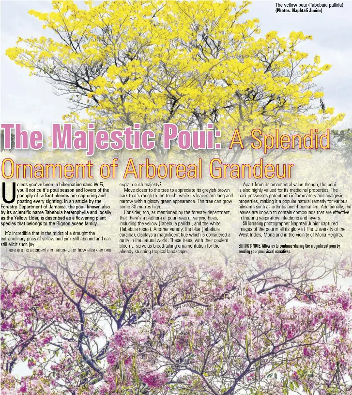 The Majestic Poui: A Splendid Ornament of Arboreal Grandeur - PressReader