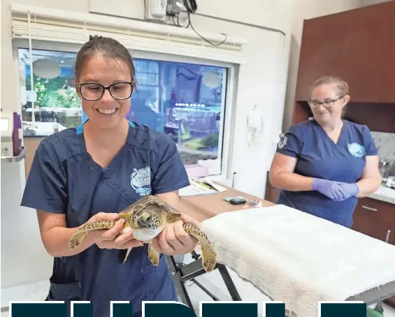 TURTLE REHAB - PressReader