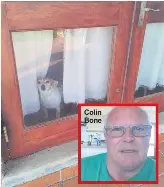 Honde waak by hul eienaar - PressReader