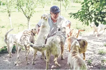 Dogged by strays, Kosovo capital pays people to adopt them - PressReader