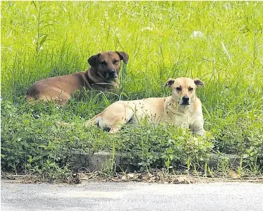 Harte smelt na Laevelder honde red - PressReader