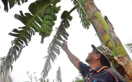 Penyakit Moko buat pekebun pisang rugi - PressReader