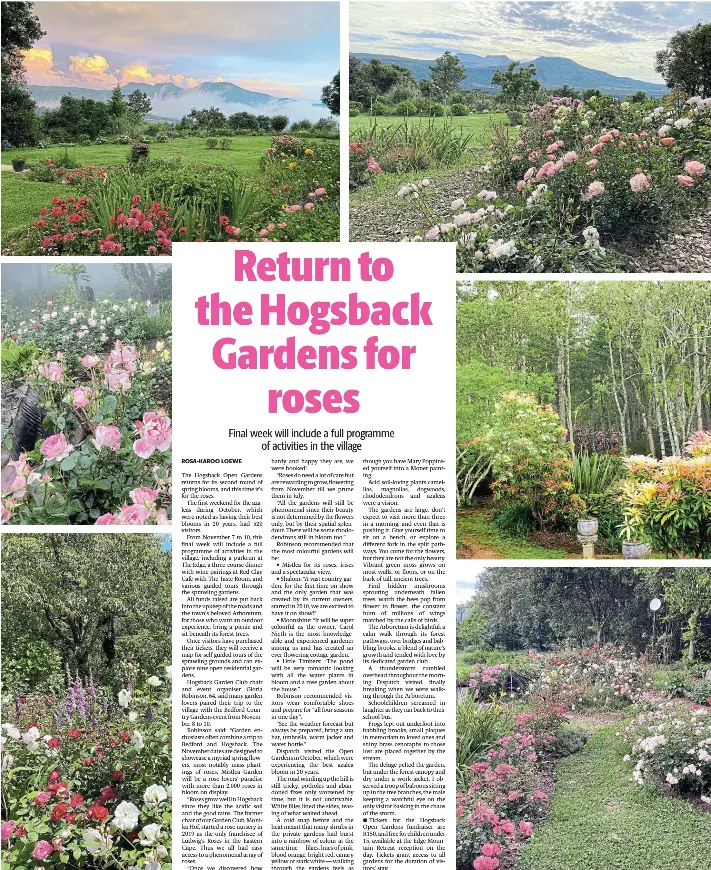 Return to the Hogsback Gardens for roses - PressReader