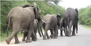 Zimbabwe to cull elephants to feed the hungry - PressReader