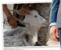 Goat cruelty row over Next mohair suit modelled by Gary Lineker - PressReader