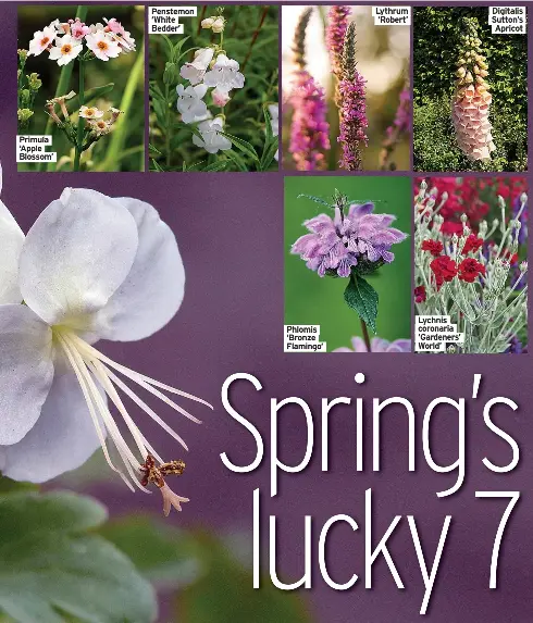 Spring’s lucky 7 - PressReader