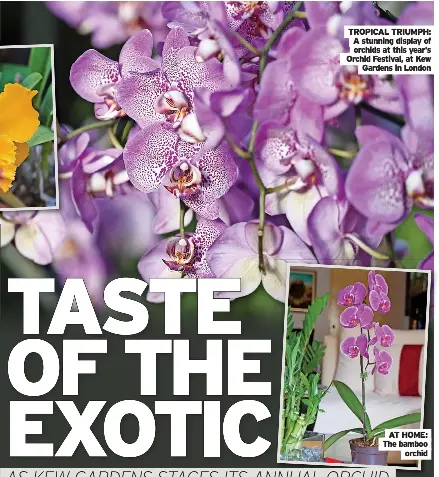 TASTE OF THE EXOTIC - PressReader