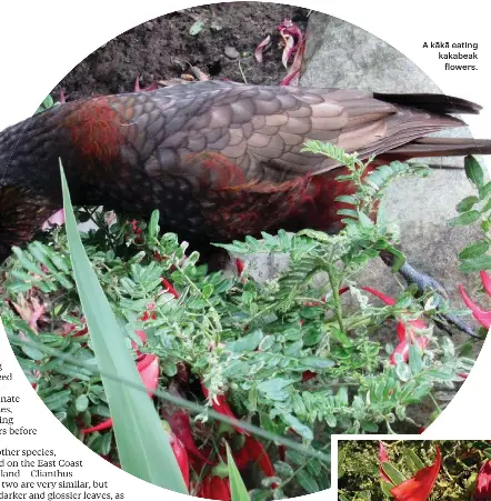 The iconic, highly valued ngutukākā - PressReader
