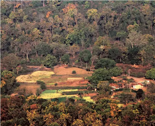 Community rights and forest conservati­on - PressReader