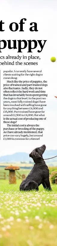 The true cost of a part-trained puppy - PressReader