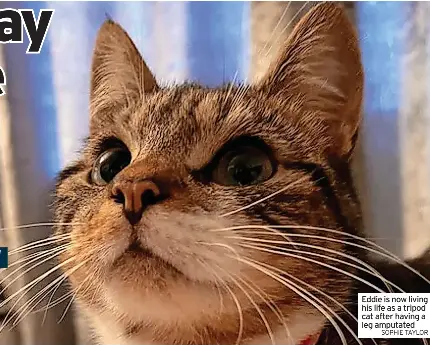 Purr-fect way to get Eddie back on his (three) feet - PressReader