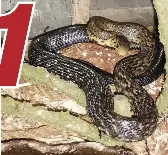 Freaky forest cobra Friday - PressReader