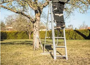 Transplant­ing a mature tree - PressReader