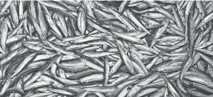 A FISH COMEBACK TALE WITH A TWIST - PressReader