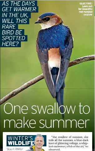 One swallow to make summer - PressReader