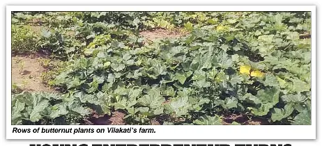YOUNG ENTREPRENE­UR TURNS BUTTERNUT FARMING INTO A TOOL - PressReader