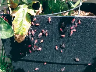 Maple Bug: The most annoying, but harmless, autumn insect - PressReader