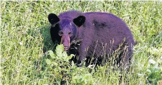 MOPC council issues letter against DNRR spring bear hunt pilot - PressReader