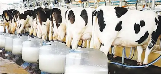 Dairy industry under threat - PressReader