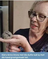 Jou storie: Duifkat red die rooiborsie - PressReader