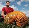 Brit farmer squashes world’s largest pumpkin record - PressReader
