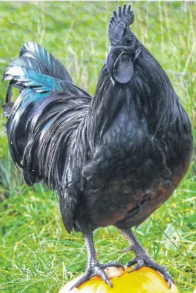 The all-black rooster who’s something to crow about - PressReader