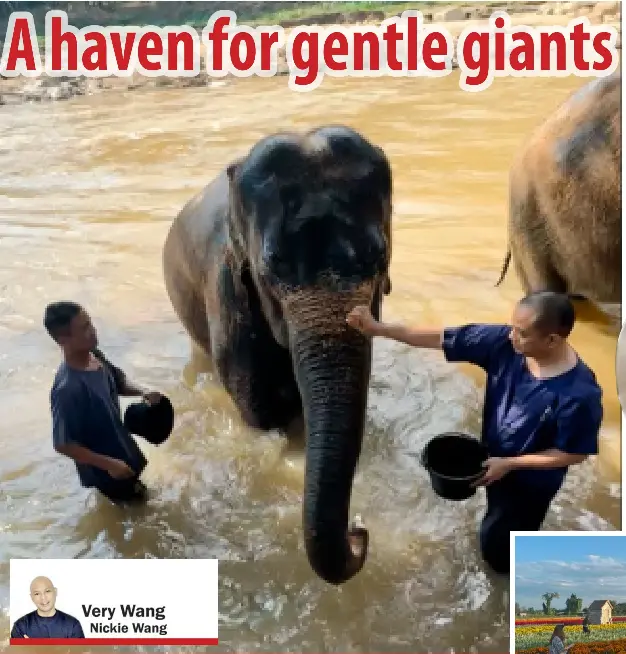 A haven for gentle giants - PressReader